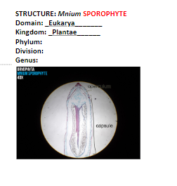 Solved STRUCTURE: Mnium SPOROPHYTE Domain: Eukarya Kingdom: | Chegg.com