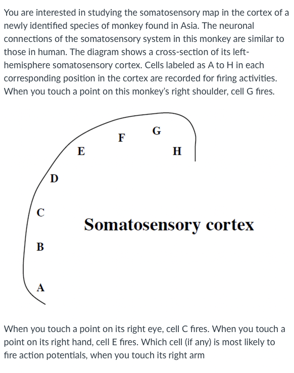 Solved You are interested in studying the somatosensory map | Chegg.com