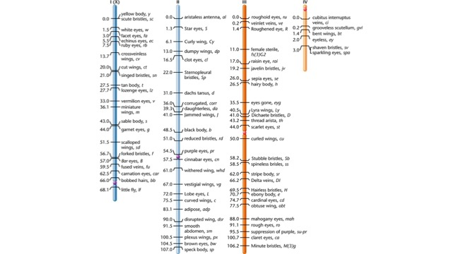 Solved In a two-point mapping procedure, based on the | Chegg.com