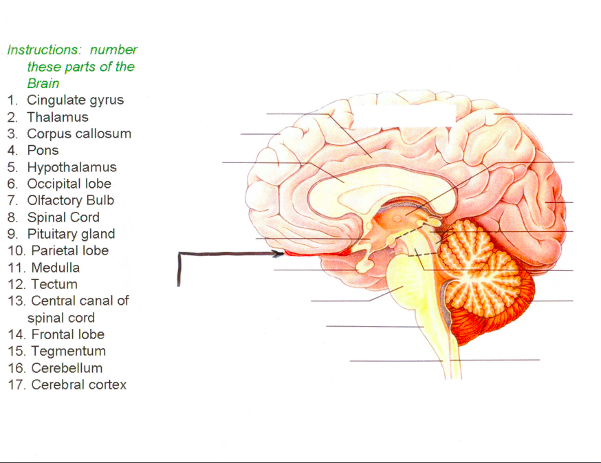 Solved Instructions: number these parts of the 1. Cingulate | Chegg.com