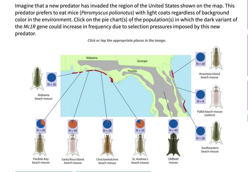 Solved Imagine that a new predator has invaded the region of | Chegg.com