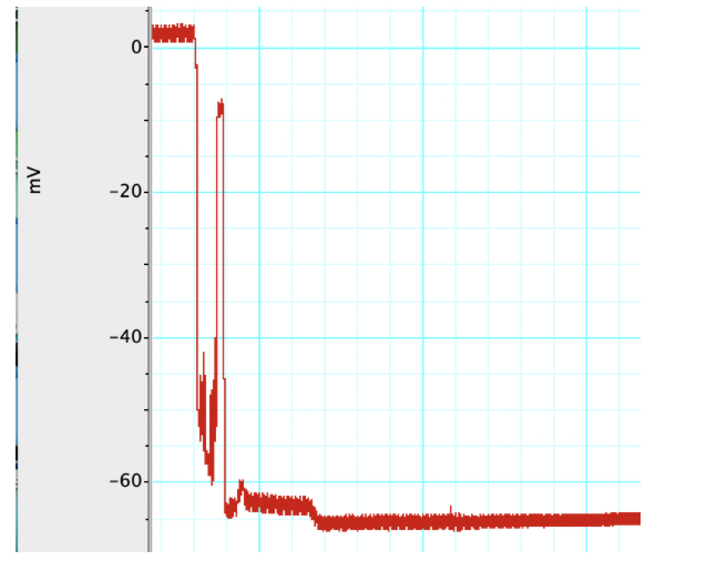 Solved What is the resting membrane potential (mV) ﻿shown in | Chegg.com