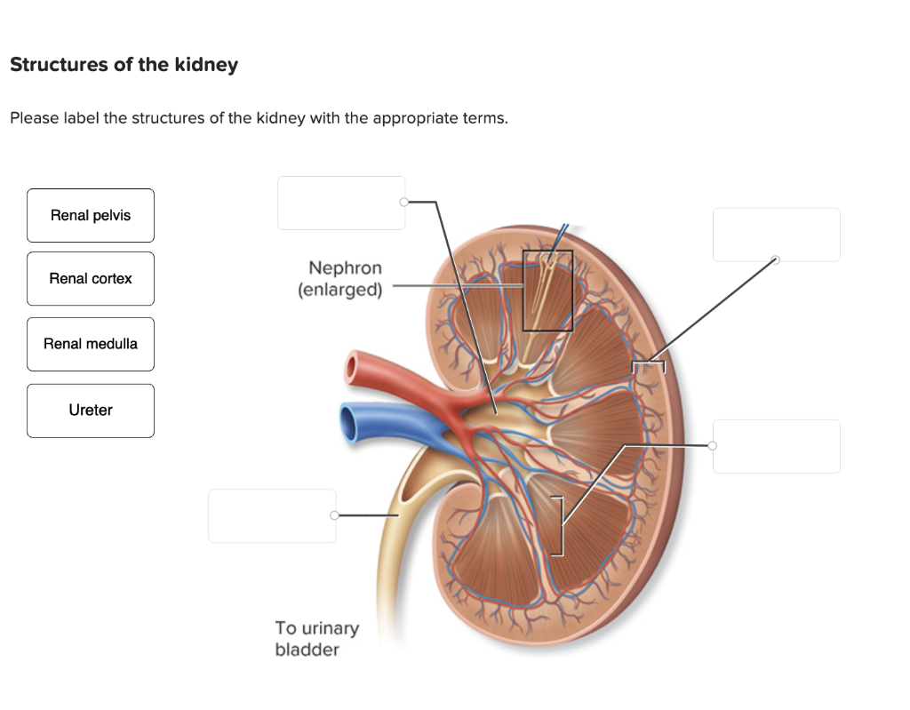 Solved Structures of the nephron Please label the structures | Chegg.com Solved Structures of the nephron Please label the structures | Chegg.com