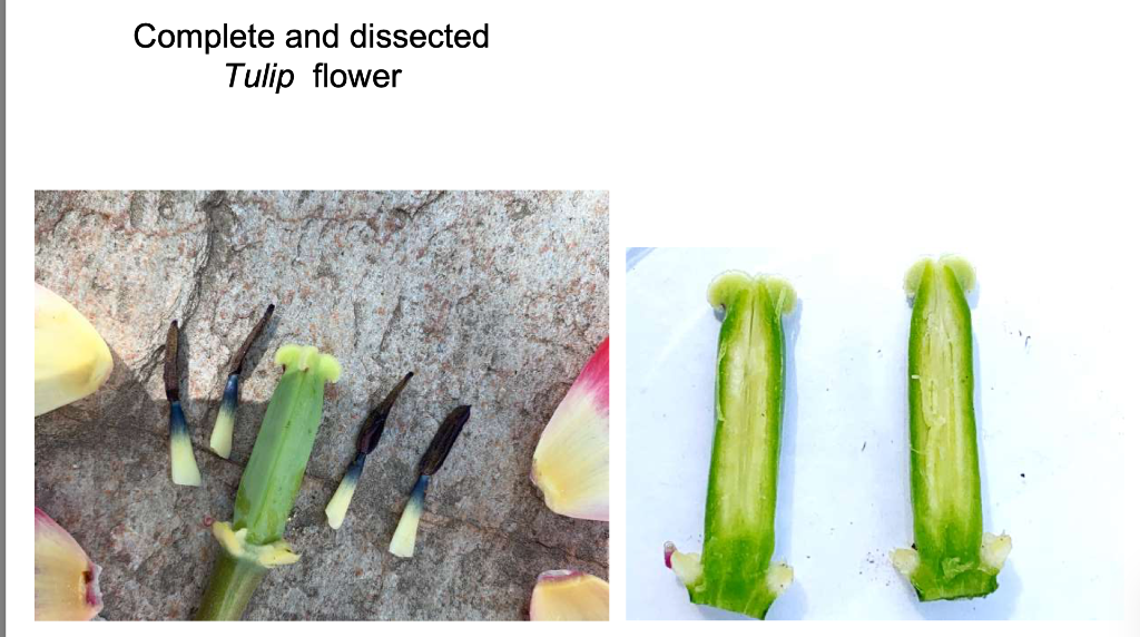 Solved 6. Answer these questions using the Tulip flowers | Chegg.com