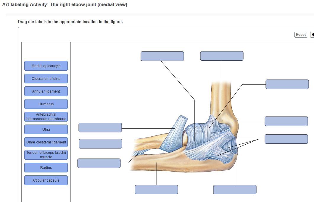 Solved Art-labeling Activity: The right elbow joint (medial | Chegg.com