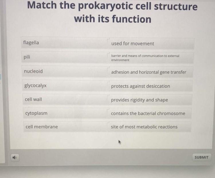 Solved Match the prokaryotic cell structure with its | Chegg.com