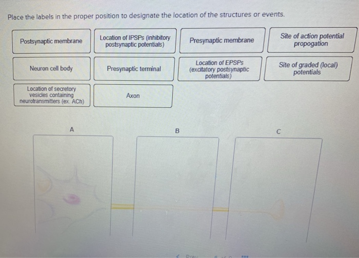 Solved Place the labels in the proper position to designate | Chegg.com