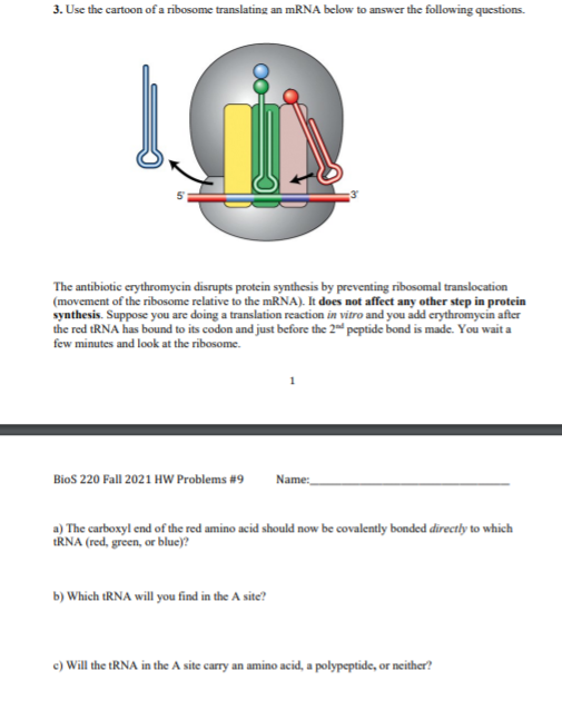 Solved 3. Use the cartoon of a ribosome translating an mRNA | Chegg.com