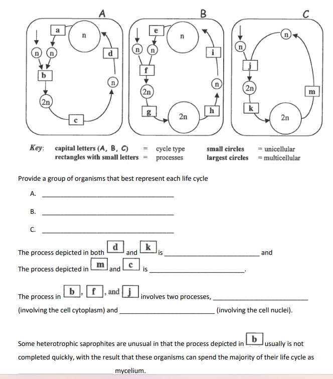 Solved Key: capital letters (A,B,C)= cycle type small | Chegg.com