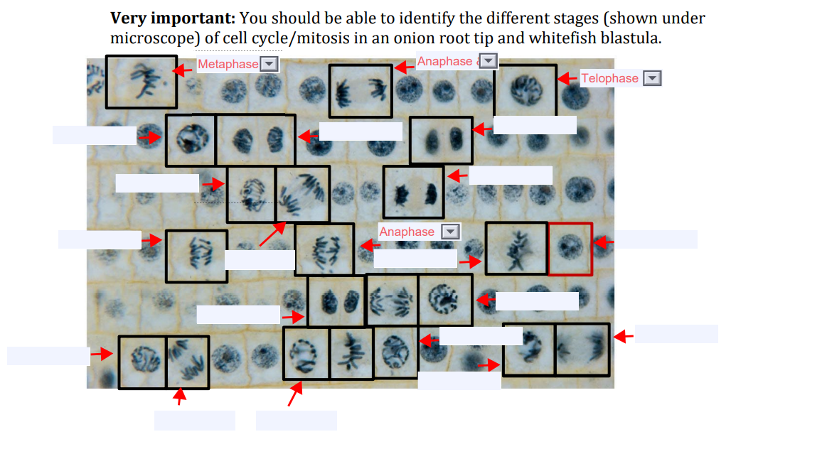 Solved Question: Identify the different stages of cell cycle | Chegg.com