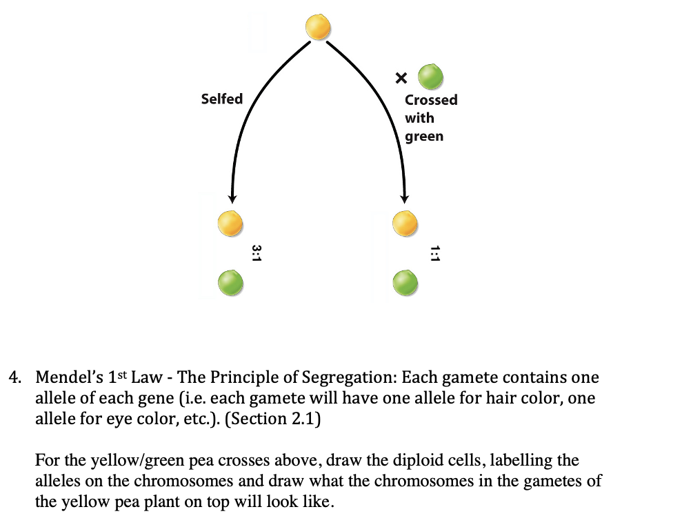 Solved Mendel's 1st Law - The Principle of Segregation: Each | Chegg.com