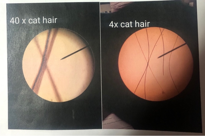 Cat Hair Microscope