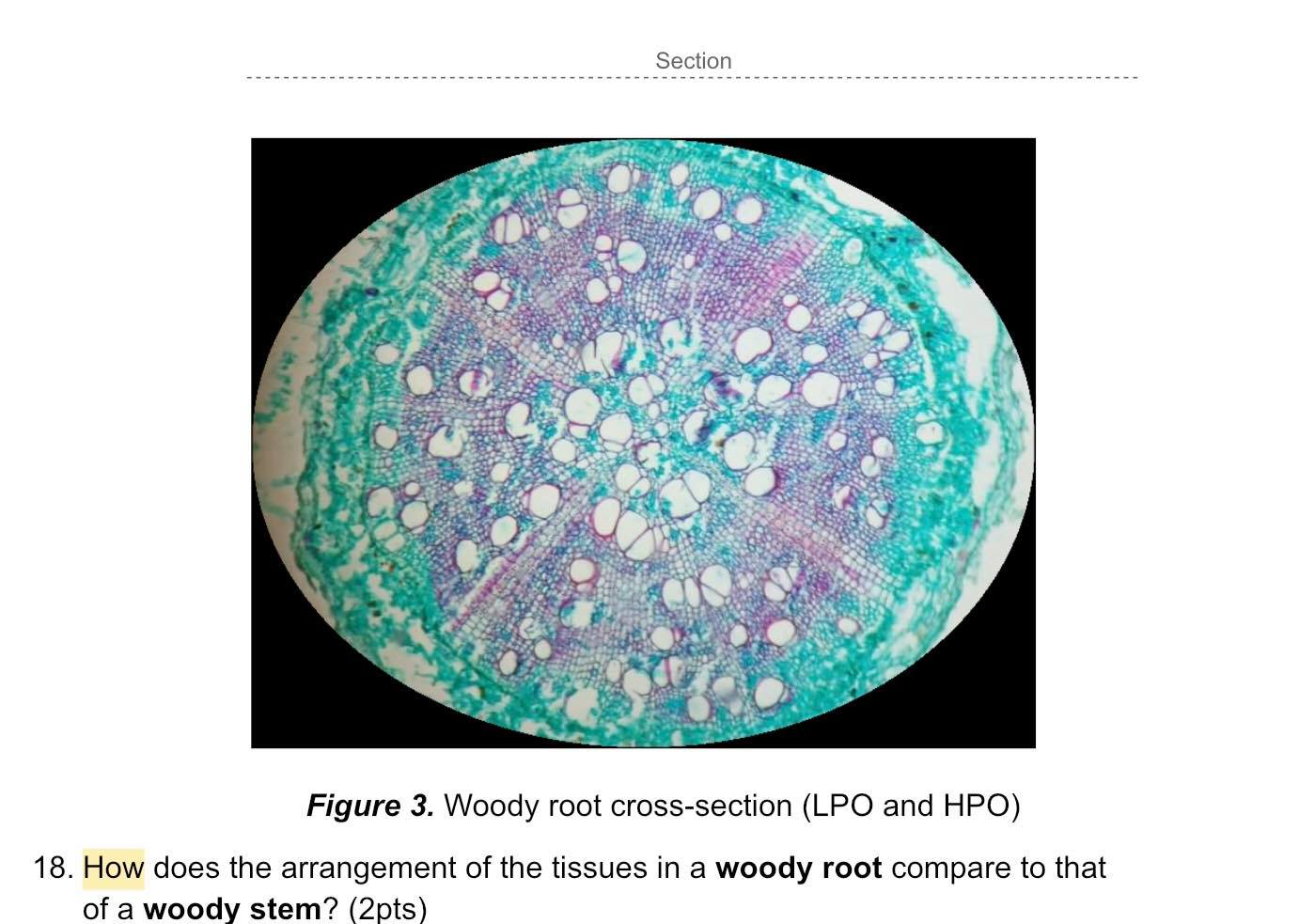 Solved Section Figure 3. Woody root cross-section (LPO and | Chegg.com