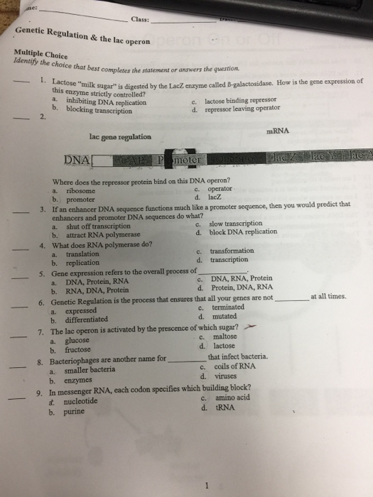 Solved Class: Genetic Regulation &the lac operon Multiple | Chegg.com