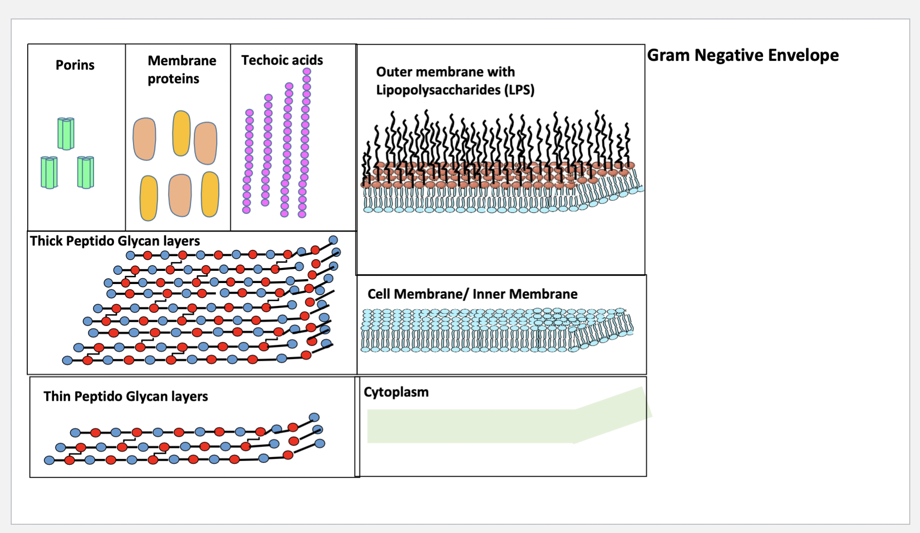 buila A Bacterial Cell Envelope Bacteria can be | Chegg.com