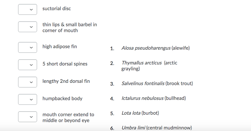 suctorial disc thin lips & small barbel in corner of | Chegg.com