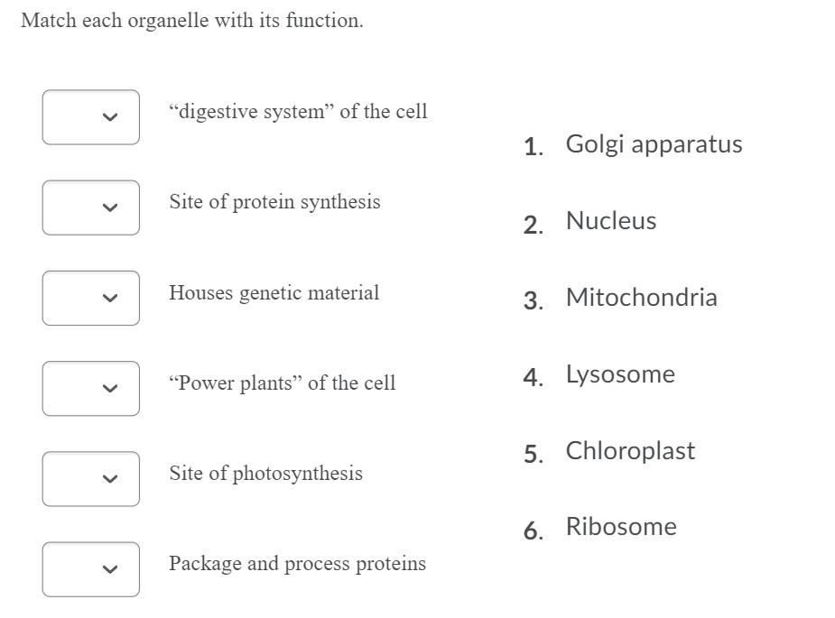 Solved Match each organelle with its function. > "digestive | Chegg.com
