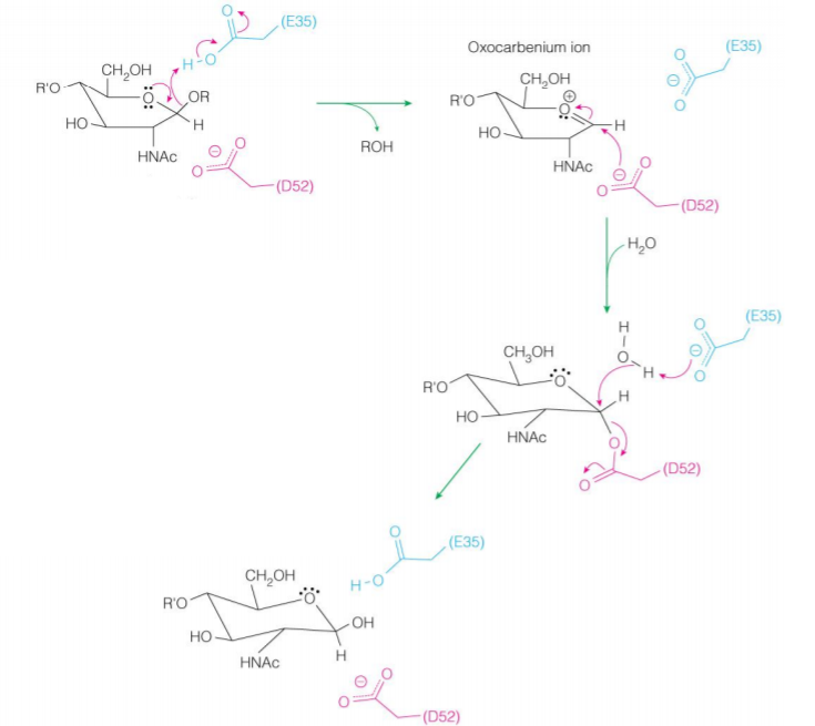 Solved 1. A portion of the catalytic mechanism of the | Chegg.com