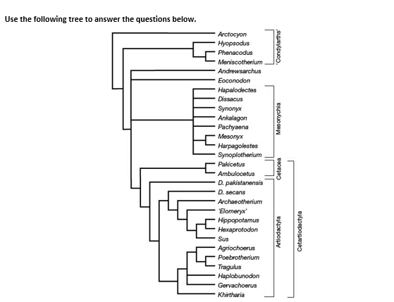 Solved 1) How many clades are contained within Artiodactyla? | Chegg.com