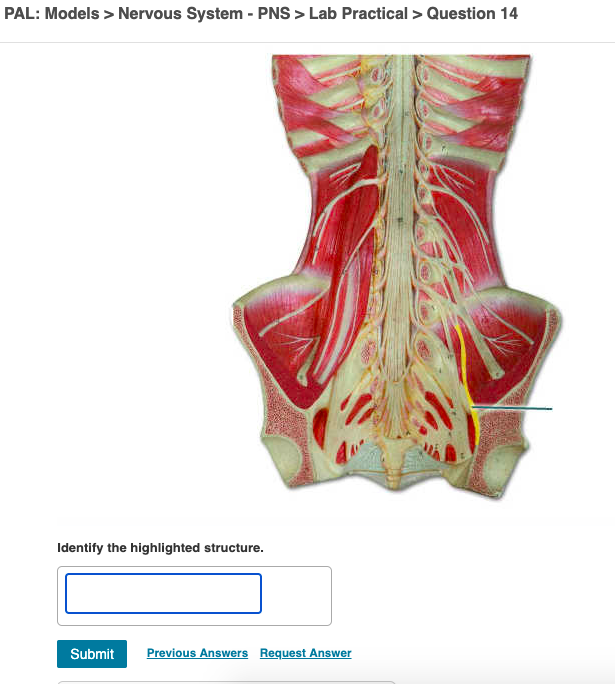 Solved PAL: Models > Nervous System - PNS > Lab Practical > | Chegg.com