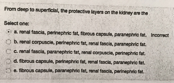 Solved From deep to superficial, the protective layers on | Chegg.com