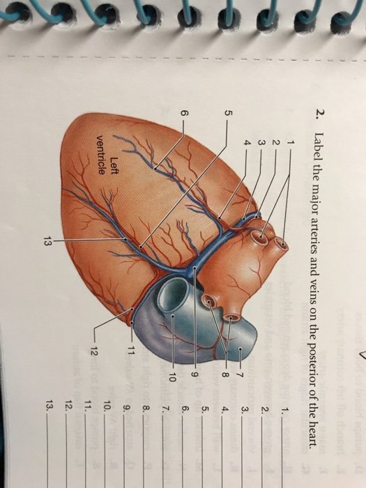 Solved 2. Label the major arteries and veins on the | Chegg.com
