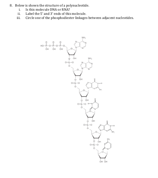 Solved 8. Below is shown the structure ofa polynucleotide. | Chegg.com