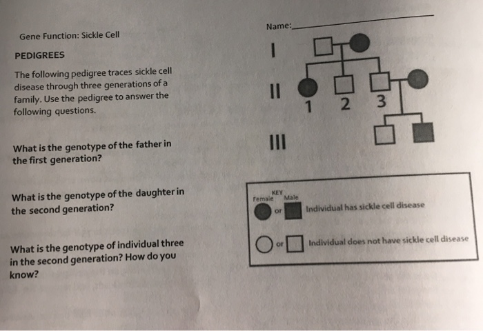 Solved Gene Function: Sickle Cell Name: PEDIGREES The | Chegg.com