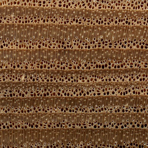 Solved For each of the microscopic images of transverse wood | Chegg.com
