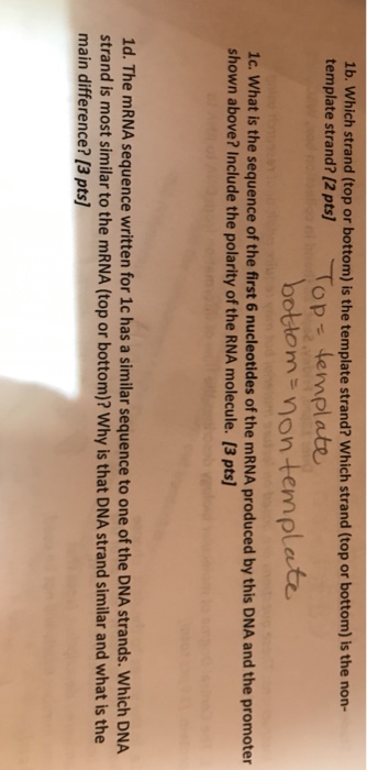 Solved Protein Kpol peptide An RNA polymerase is | Chegg.com