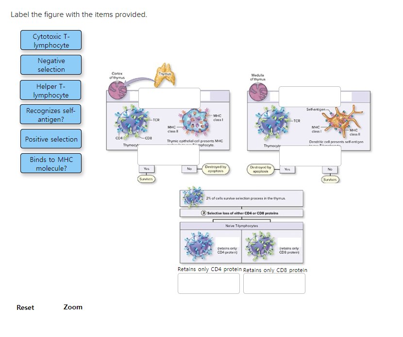 Solved Label the figure with the items provided. Cytotoxic | Chegg.com