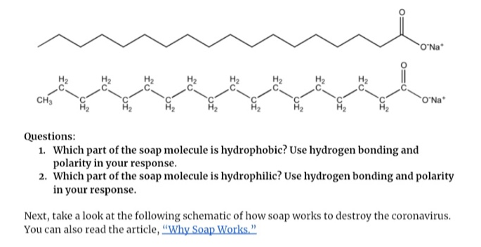 Solved 1. Which part of the soap molecule is hydrophobic? | Chegg.com