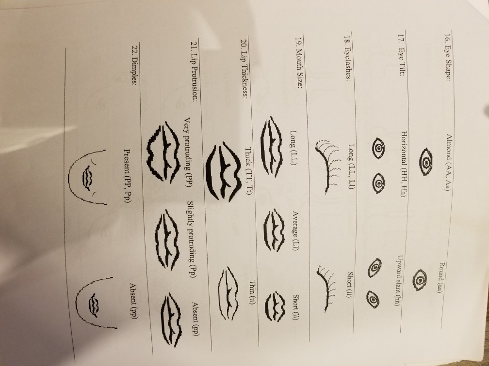 Solved Create a Face Lab Introduction: Why do people look so | Chegg.com