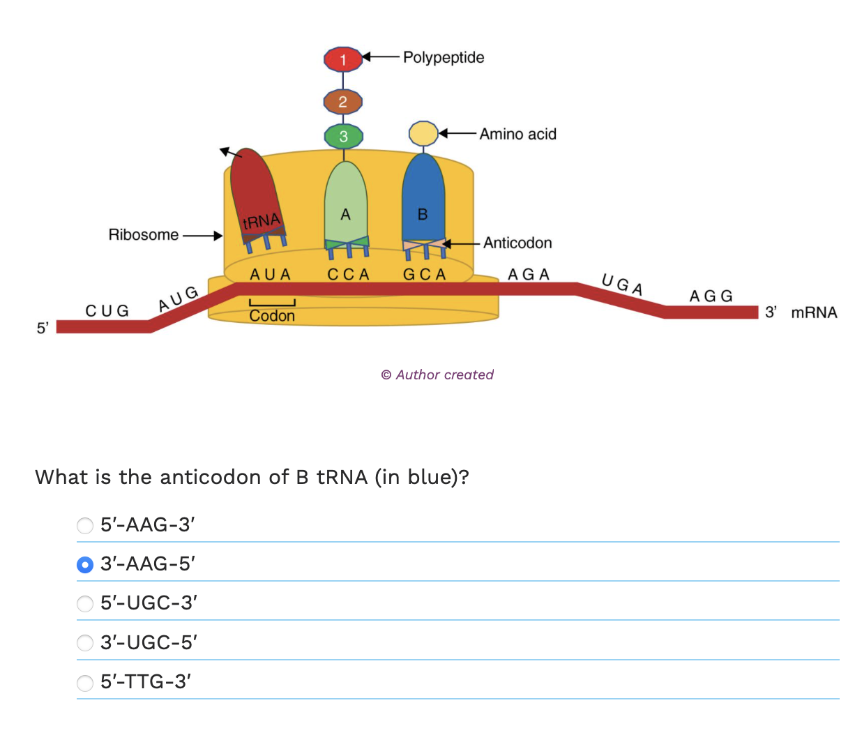 Solved #8 ﻿helpWhat is the anticodon of B tRNA (in | Chegg.com