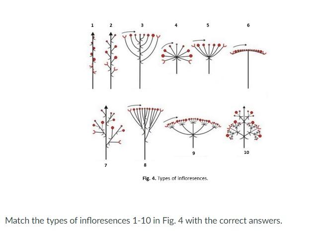 Solved Answer choices as follows: Corymb, Compound corymb, | Chegg.com