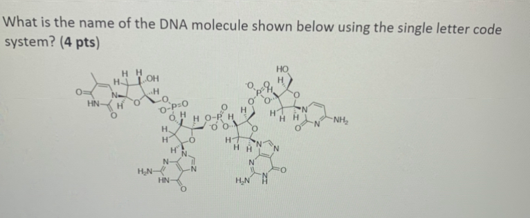 Solved What is the name of the DNA molecule shown below | Chegg.com