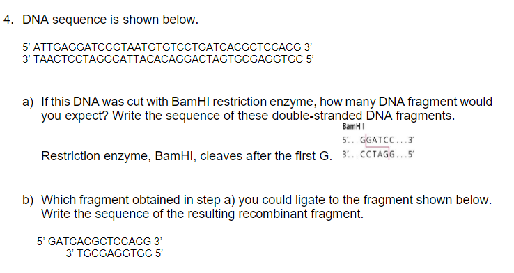 Solved 4. DNA sequence is shown below. 5' | Chegg.com