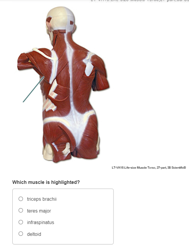 Solved LT-VA1B:Life-size Muscle Torso, 27-part, 3B | Chegg.com