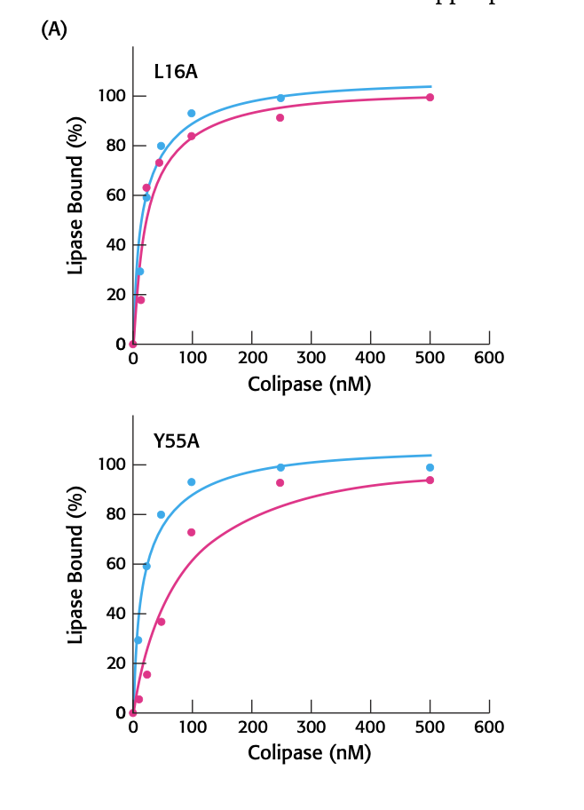 Solved (A) L16A 100 80 Lipase Bound (%) 60 40 20 0 100 500 | Chegg.com