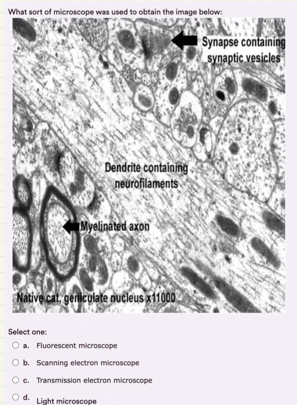 Solved Select one: a. Fluorescent microscope b. Scanning | Chegg.com
