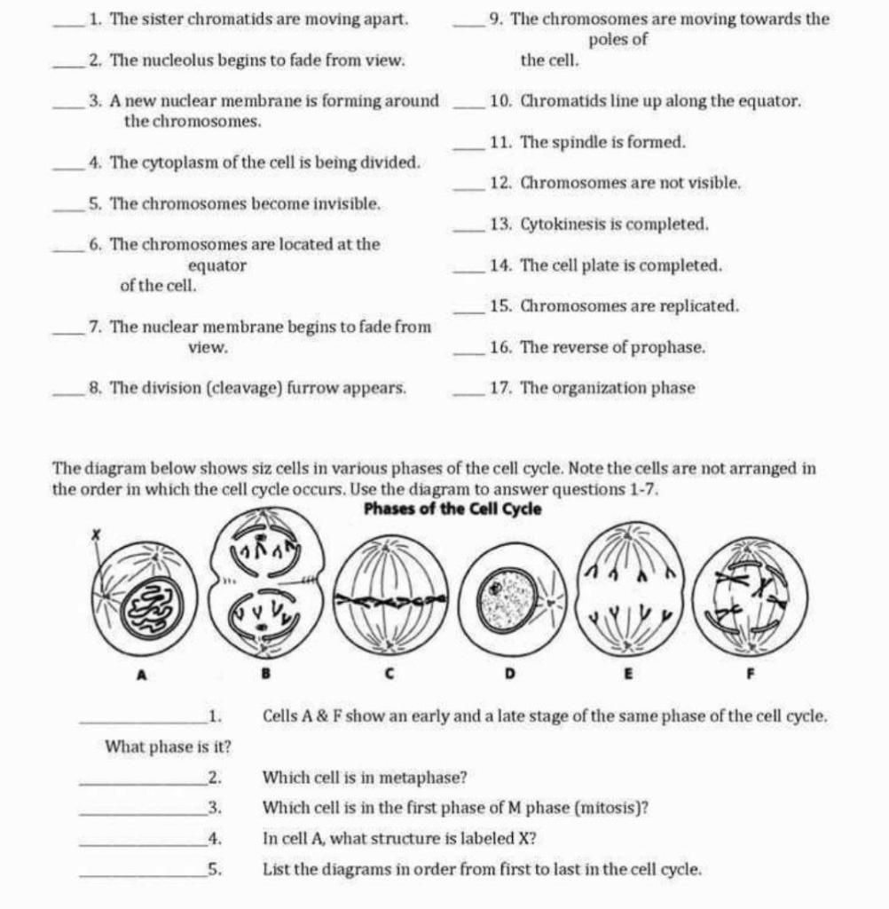 Solved 1. The sister chromatids are moving apart. 9. The | Chegg.com