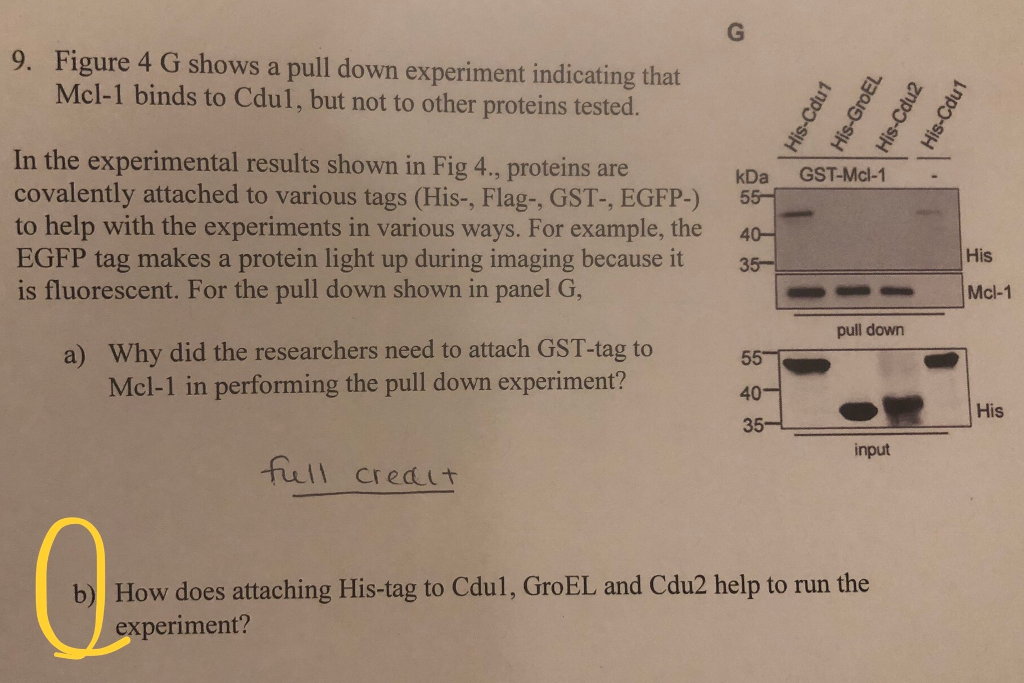 Solved 9. Figure 4 G shows a pull down experiment indicating | Chegg.com