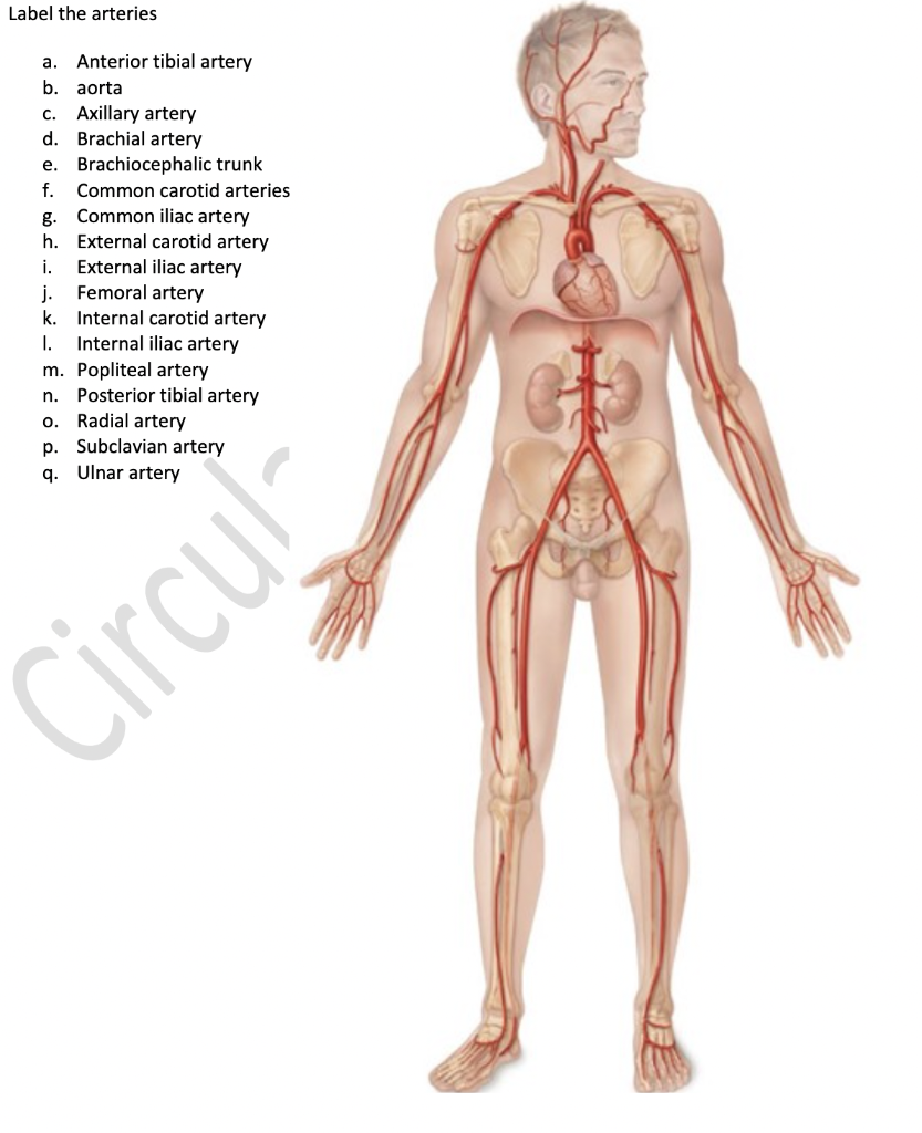 Solved Label the arteries a. Anterior tibial artery b. aorta | Chegg.com