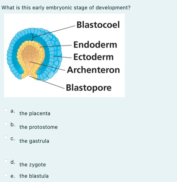 Solved What is this early embryonic stage of development? | Chegg.com