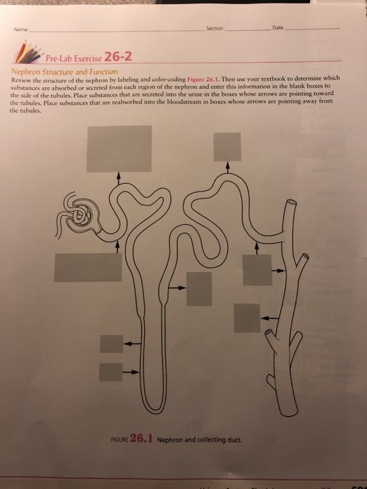 Solved Name Section Pre-Lab Exercise 26-2 Nephron Structure | Chegg.com Solved Name Section Pre-Lab Exercise 26-2 Nephron Structure | Chegg.com