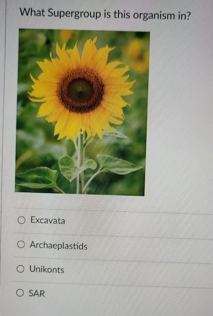 Solved What Supergroup is this organism in? O Excavata O | Chegg.com