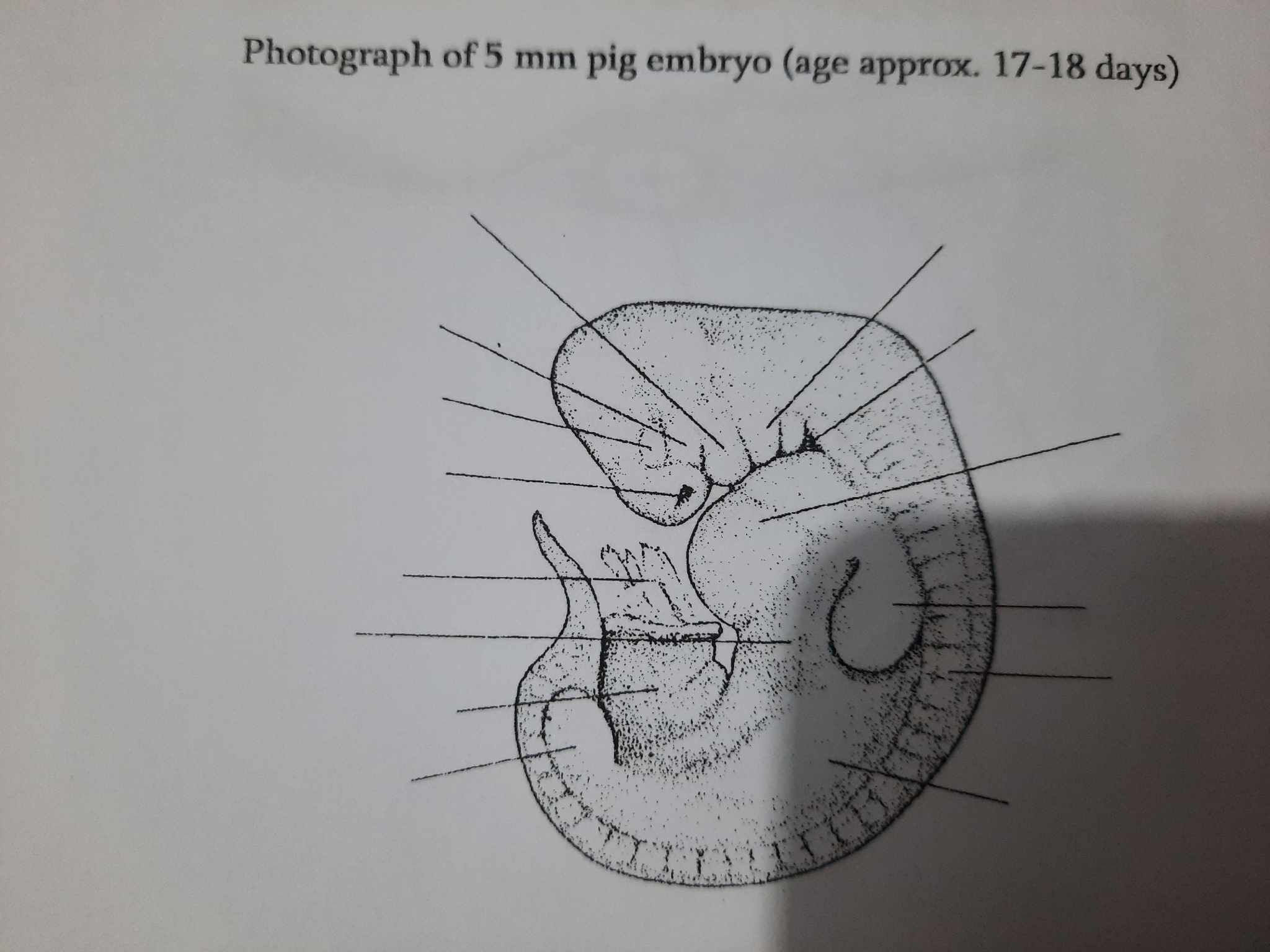 Solved l.abel the whole mount diagram of the 6-mm pig embryo | Chegg.com