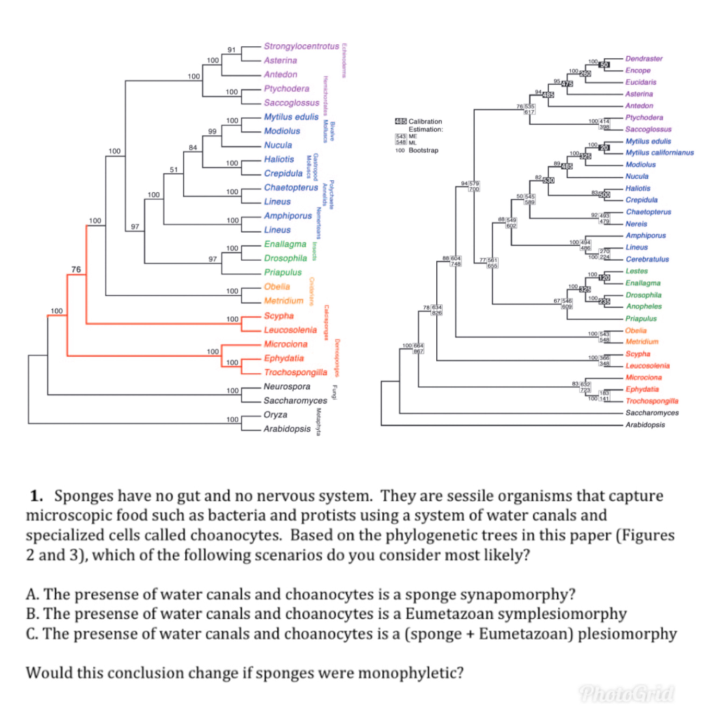 Solved 97 0 0 specialized cells called choanocytes. Based on | Chegg.com