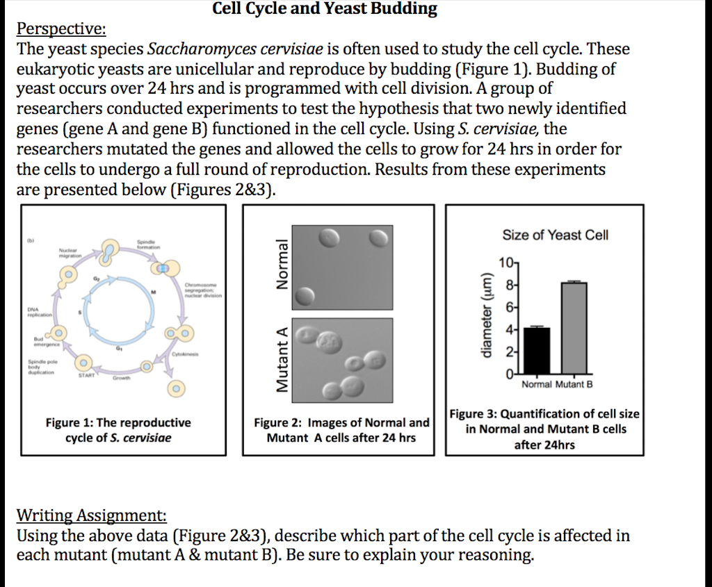 Yeast Budding Cycle