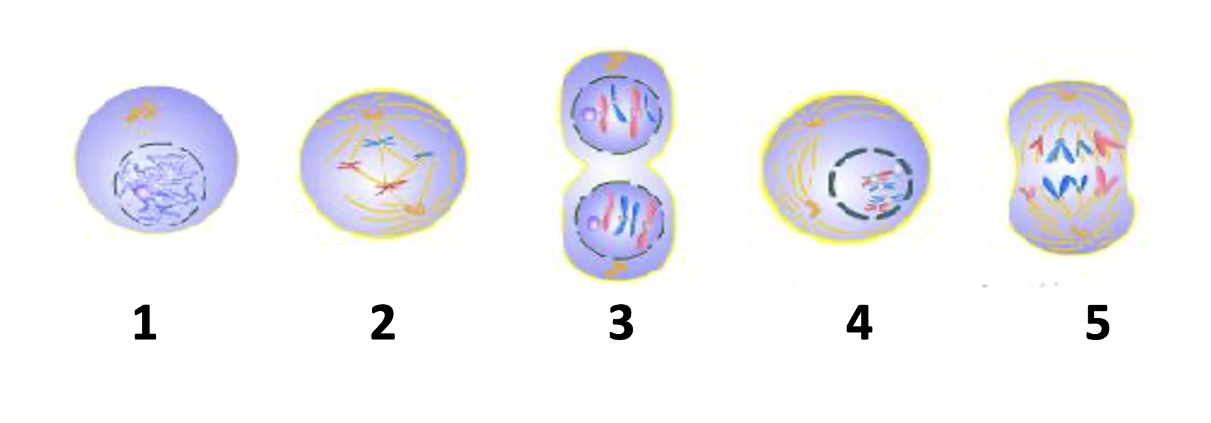 Solved The picture below represent different stages of cell | Chegg.com